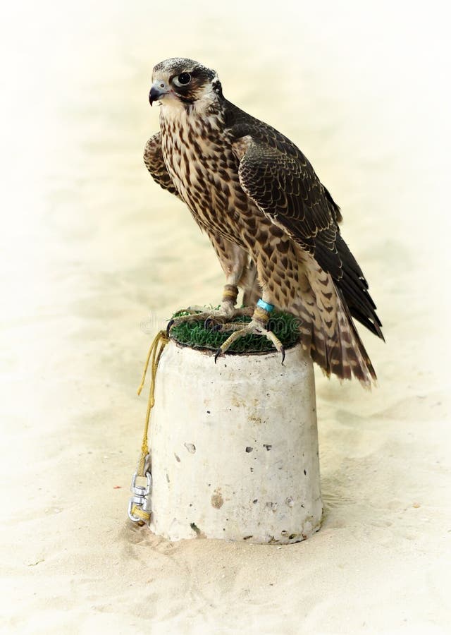 Arabian hunting falcon stock image. Image of peregrine - 23398419