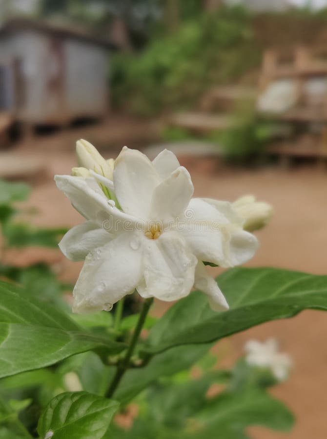 Arabian jasmine stock image. Image of flower, jasmine - 375366547