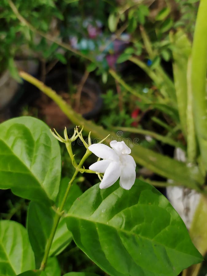 Arabian Jasmine Jasminum Sambac, Uma Flor Intensamente Perfumada ...