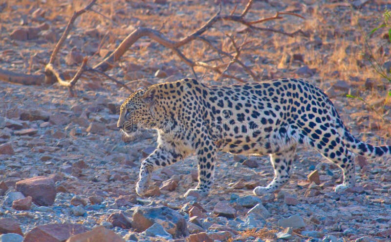 Arabian Leopard stock photo. Image of looking, wildlife - 86330372