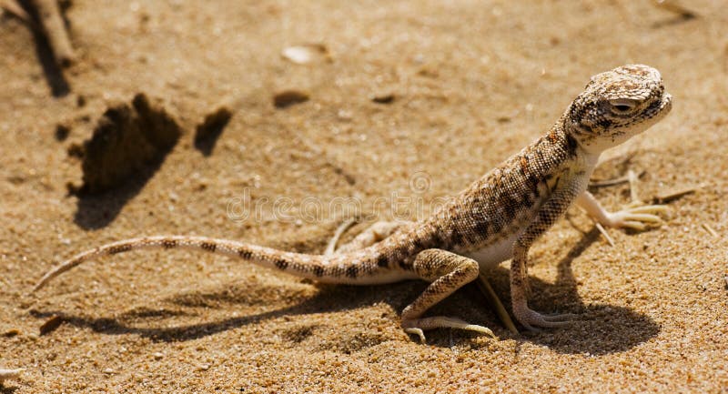 Arabian lizard stock image. Image of lizzard, sandunique - 7097423