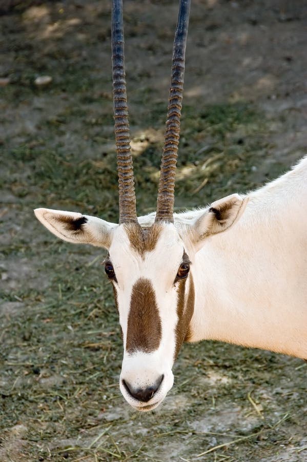 Arabian oryx eating stock image. Image of nature, antelope - 9809529