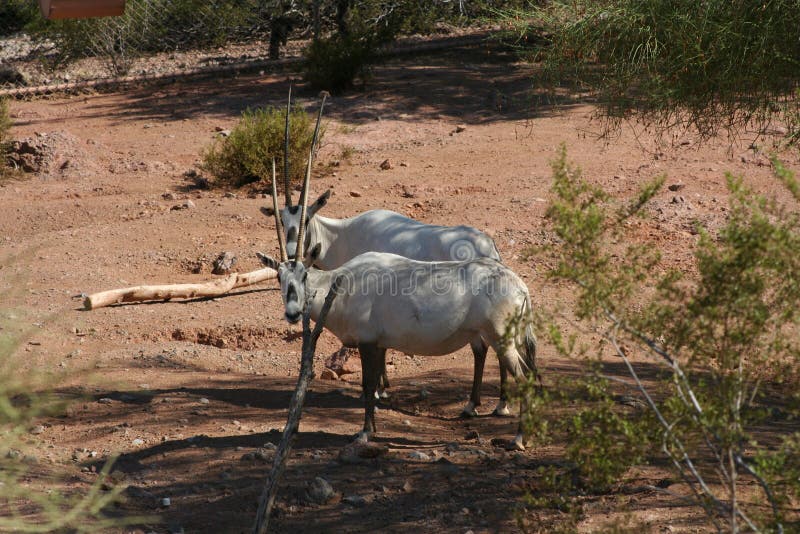 Arabian oryx eating stock image. Image of nature, antelope - 9809529