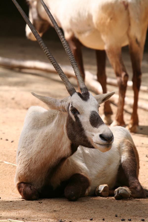 Arabian oryx eating stock image. Image of nature, antelope - 9809529