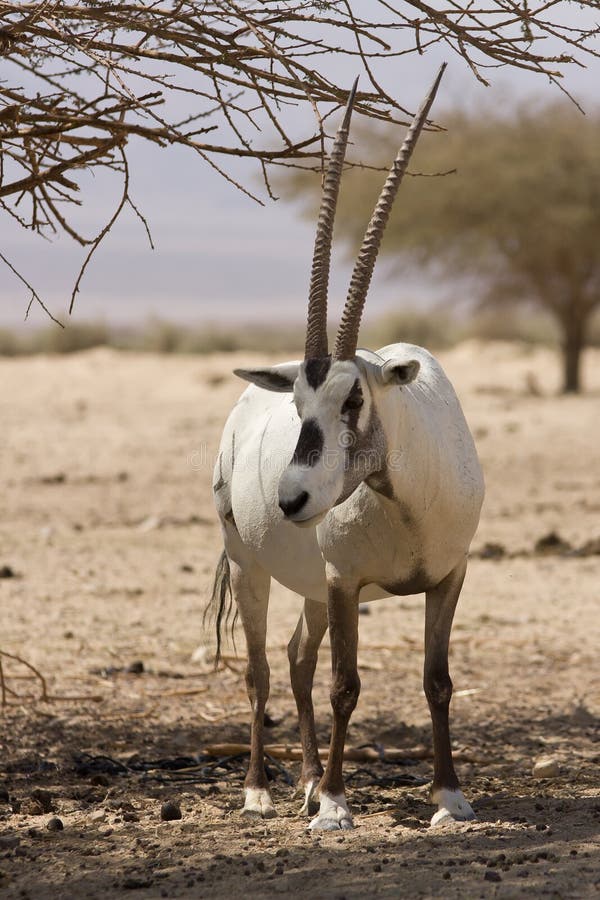 Arabian oryx eating stock image. Image of nature, antelope - 9809529