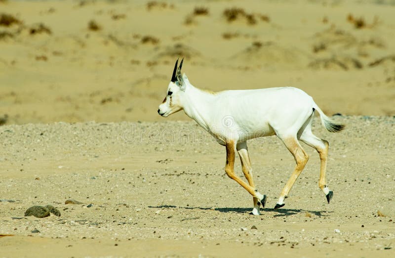 384 Arabian Deer Stock Photos - Free & Royalty-Free Stock Photos from ...