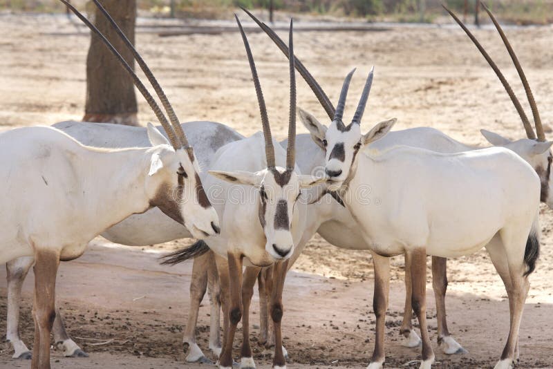 Arabian oryx eating stock image. Image of nature, antelope - 9809529