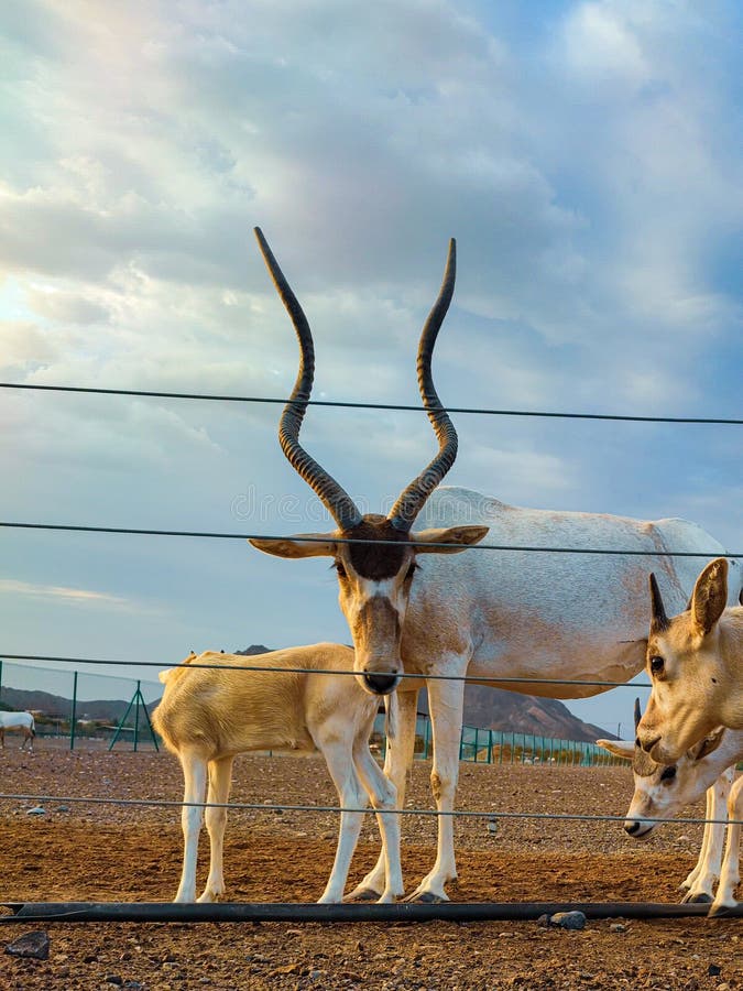 384 Arabian Deer Stock Photos - Free & Royalty-Free Stock Photos from ...