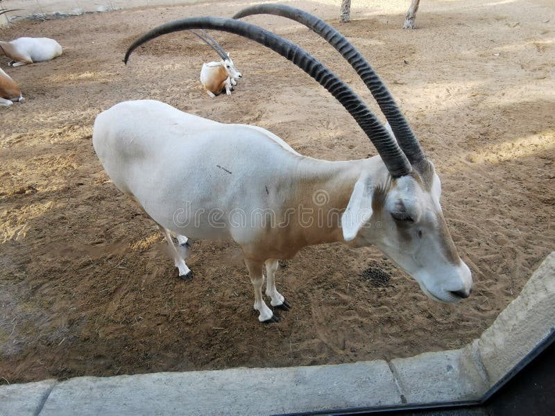 Arbian oryx or white oryx stock image. Image of antelope - 227312129