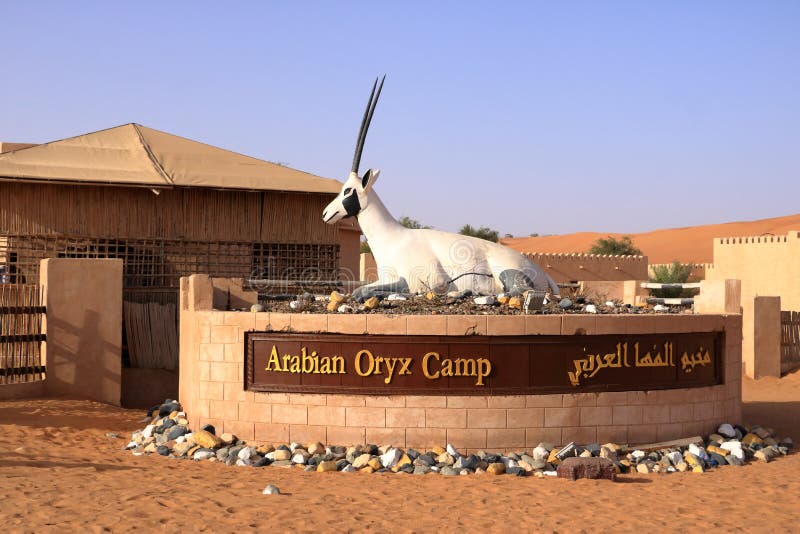 Arabian Oryxes Oryx Leucoryx Statue in Oman Editorial Image - Image of ...