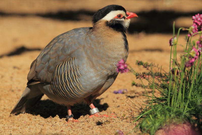 Partridge stock photo. Image of animal, legged, farm - 16860130