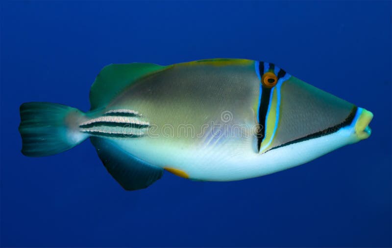 Arabian Picassofish stock photo. Image of sealife, wild - 28061242