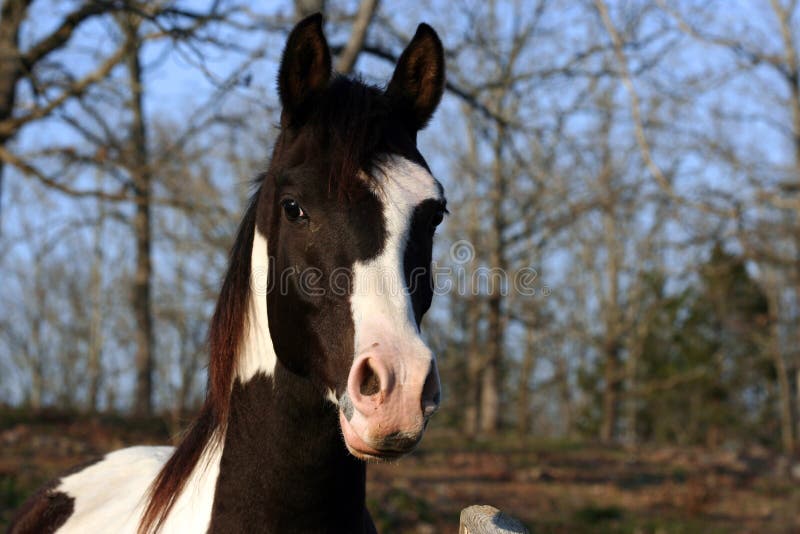 Arabian Pinto stock photo. Image of farm, arabian, animals - 2467808