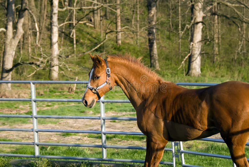 Arabian/Saddlebred Mix Horse Stock Photo - Image of luxury, trees: 24032964