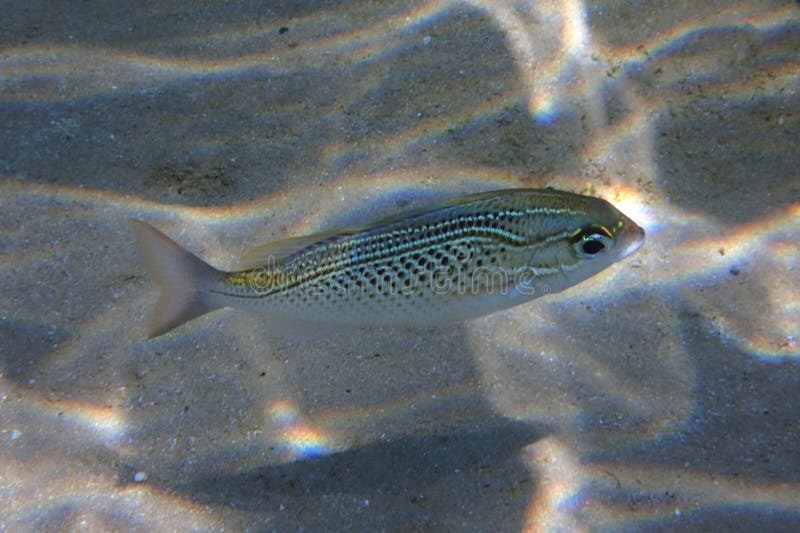 Arabian Spinecheek (scolopsis Ghanam Stock Photo - Image of dive ...