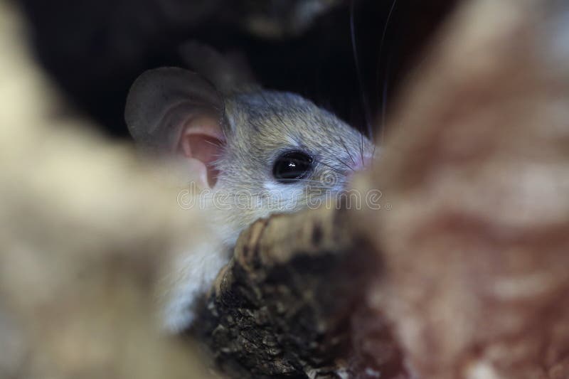 Arabian spiny mouse stock photo. Image of eastern, spiny - 293486356