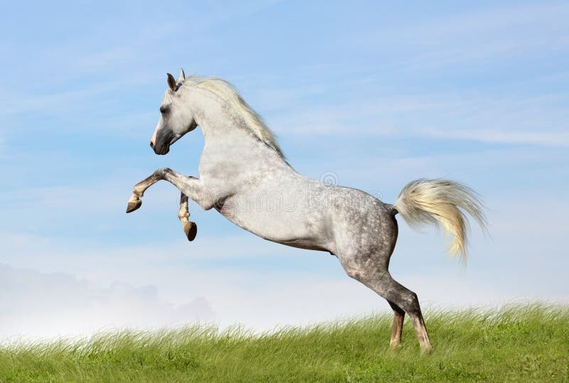 Silver-white Stallion on Black Stock Photo - Image of horse, light ...