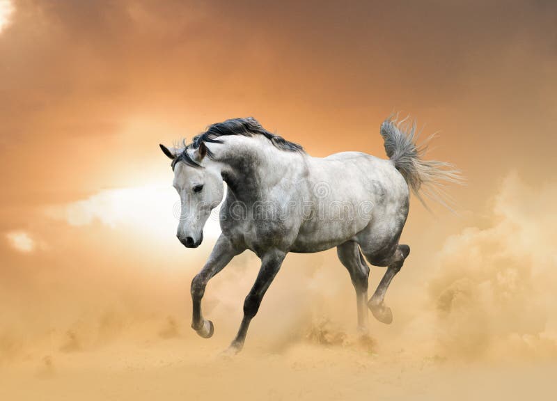 Arabian stallion running stock photo. Image of purebred - 69393008