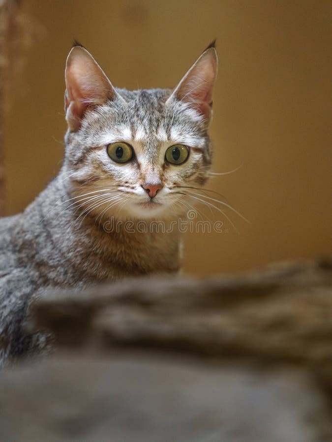 Arabian wild cat stock photo. Image of brown, arabian - 269687800
