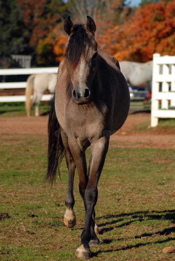 Arabian Yearling colt stock photo. Image of grey, young - 2848278