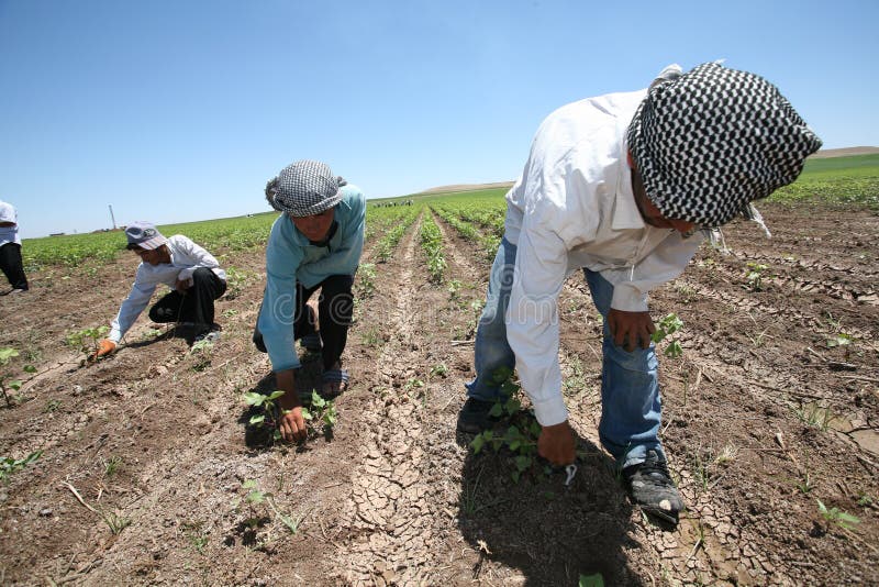 Arabic Agricultural Workers Editorial Image - Image of full, background ...