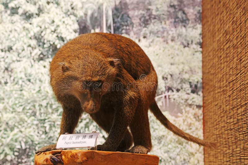 Arabic Baboon Specimens are in the Museum Editorial Stock Image - Image ...