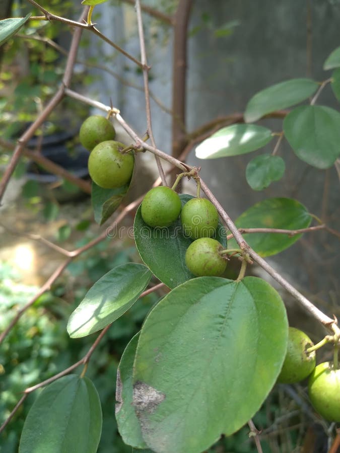 Arabic Bidara Tree is a Type of Herbal Plant for Treatment Stock Image ...