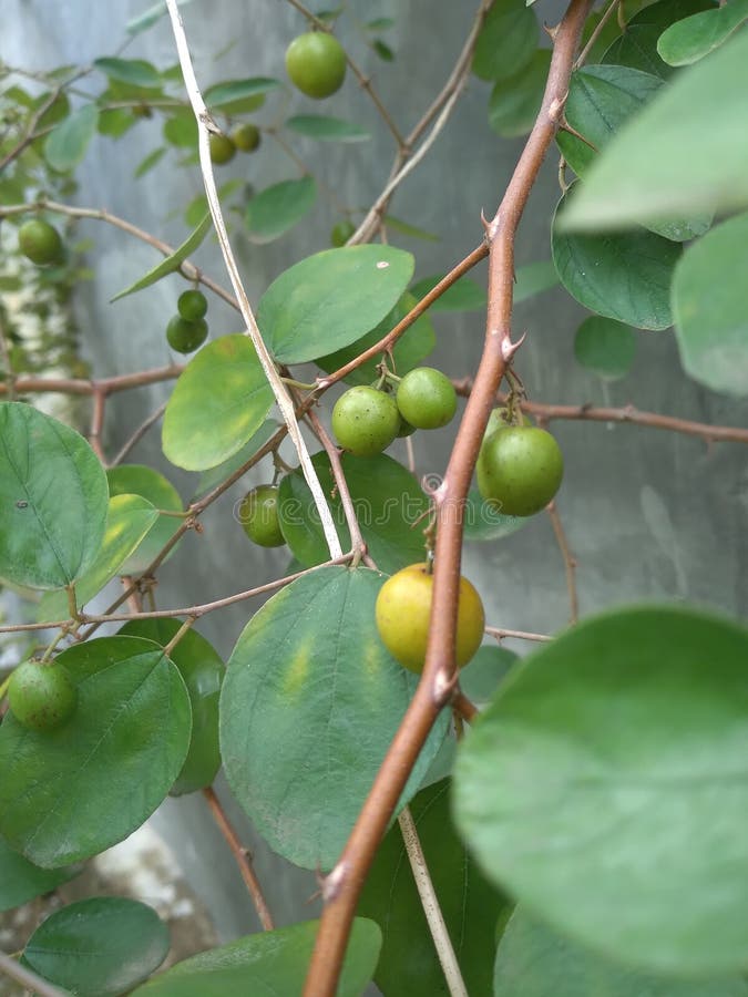 Arabic Bidara Tree is a Type of Herbal Plant for Treatment Stock Image ...