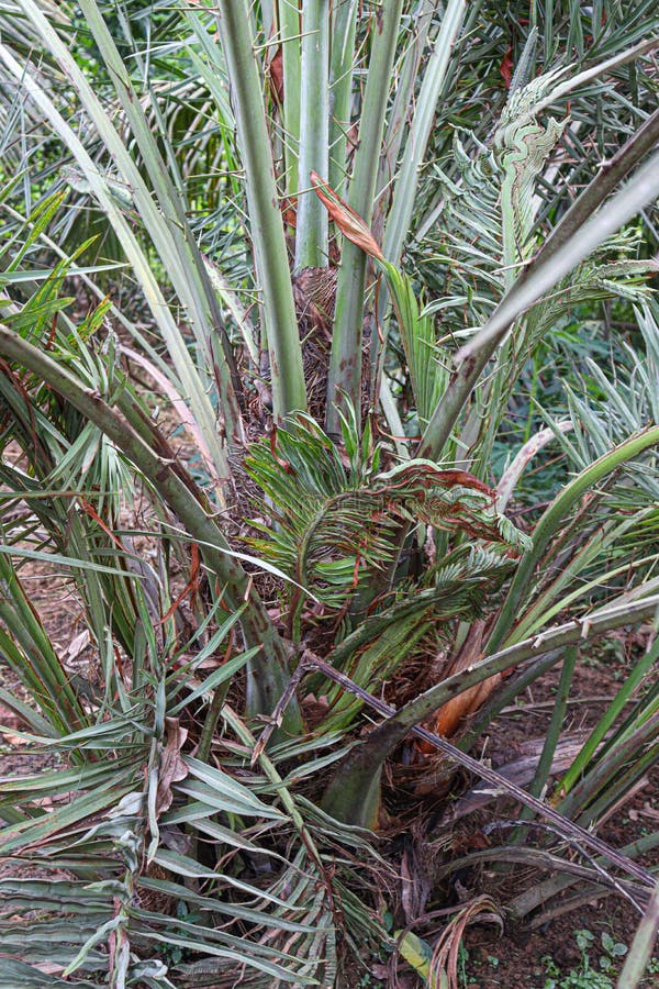 Arabic Date Tree Farm Stock Stock Image - Image of sunny, gulf: 263350885
