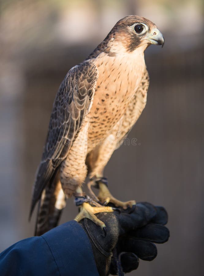Arabic Eagle stock image. Image of bigstock, portrait - 174942709
