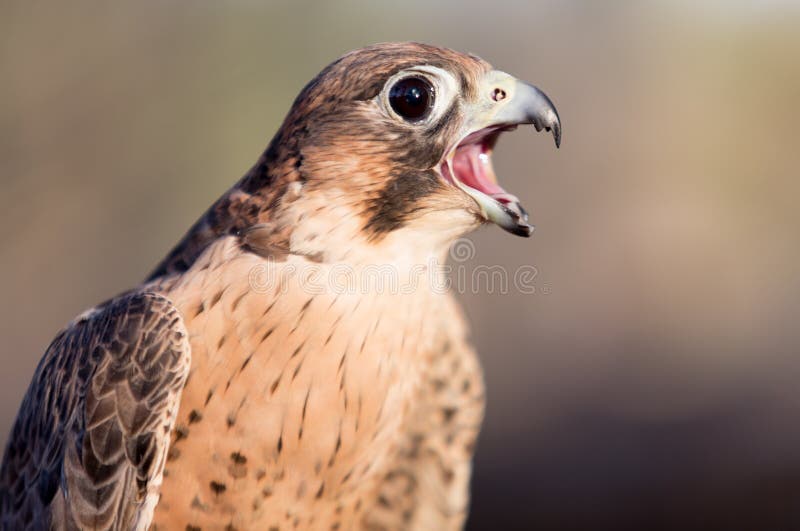 Arabic Eagle in UAE stock image. Image of bird, falcon - 174942437