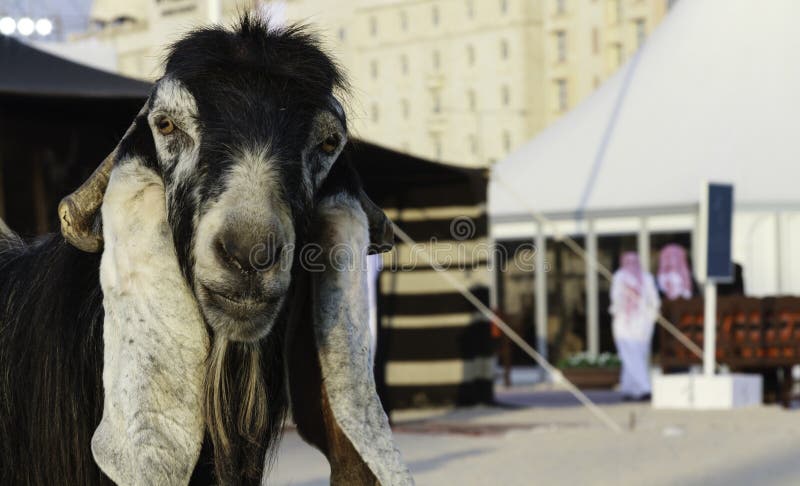 Arabic goat stock image. Image of beasts, eyelash, portrait - 28670535