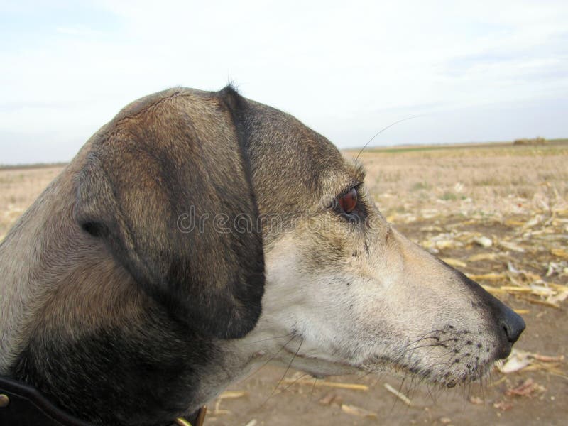 Arabic Greyhound from Profile Stock Image - Image of park, hunting ...