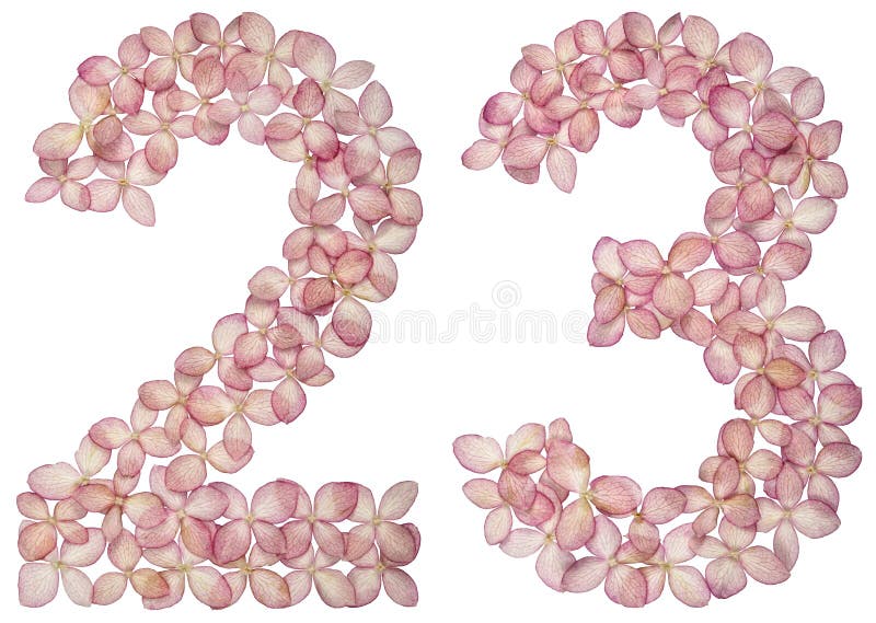 Arabic Numeral 23, Twenty Three, from Flowers of Hydrangea, Isolated on ...