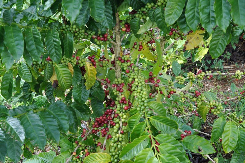 Arabica Cherry Coffee in the Garden Stock Photo - Image of agriculture ...