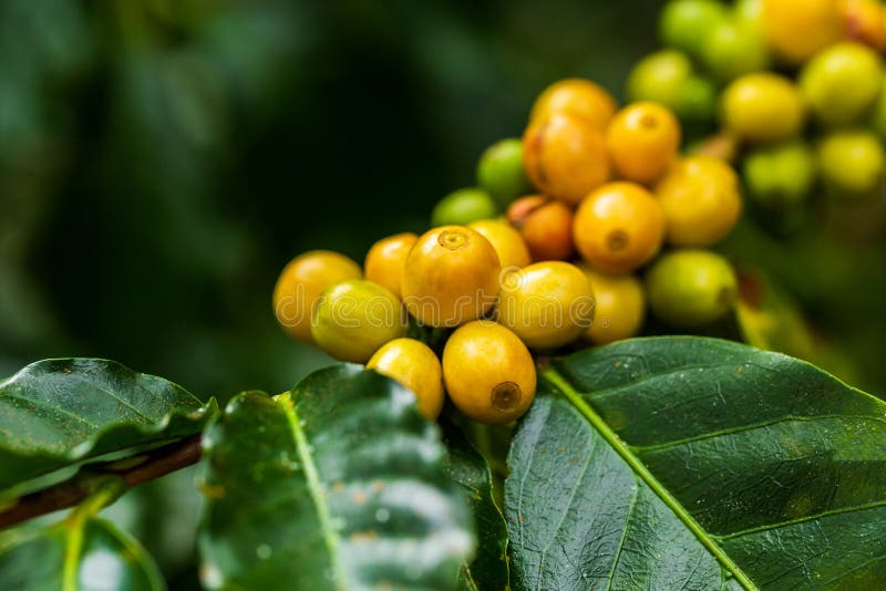 Yellow Catimor Coffee Beans Ripening on Tree in North of Thailand Stock ...