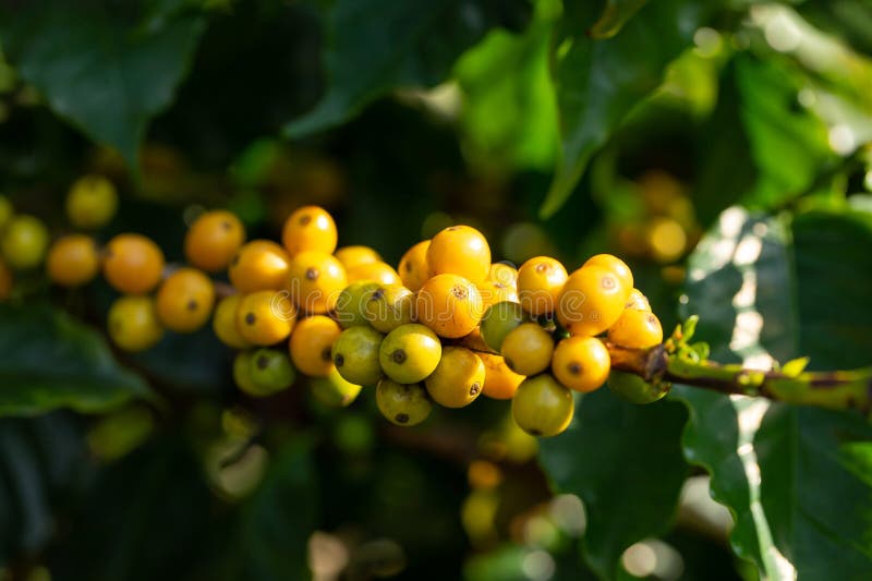 Arabica Coffee Beans Color Yellow CatiMor Ripening on Tree Stock Image ...