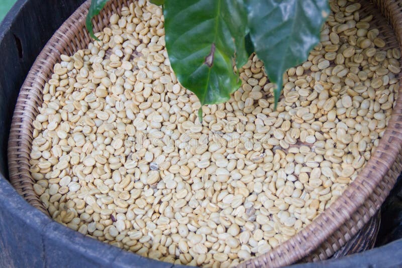 Arabica Coffee Beans on Shell Beans Stock Image - Image of growth ...