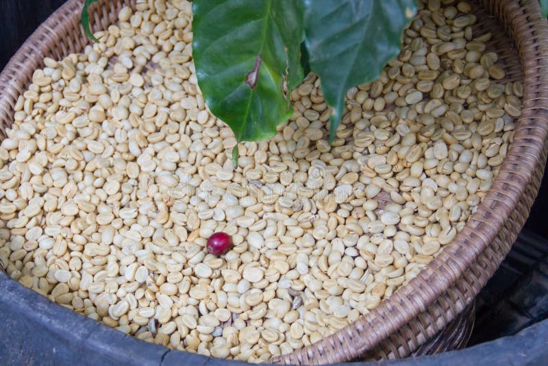 Arabica Coffee Beans on Shell Beans Stock Image - Image of growth ...