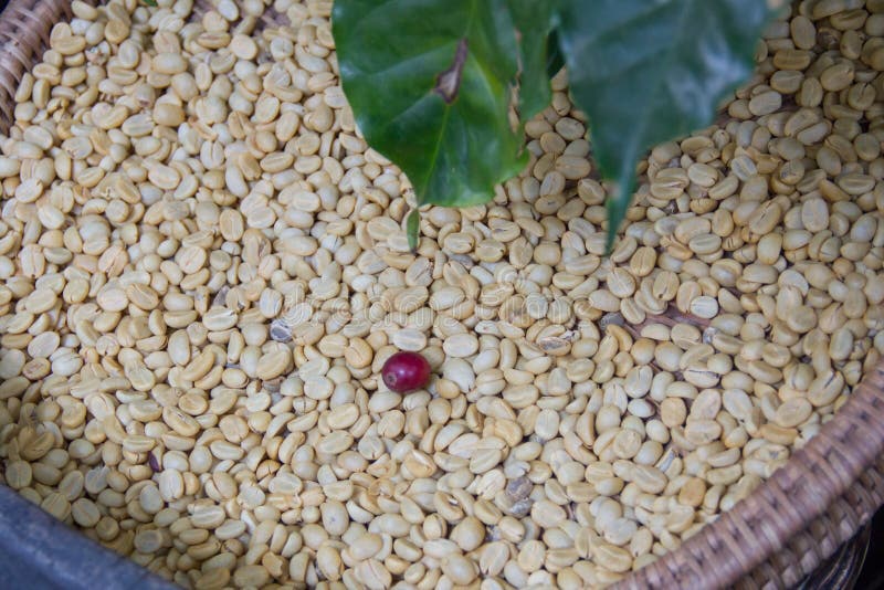 Arabica coffee beans stock image. Image of growing, food - 85321027