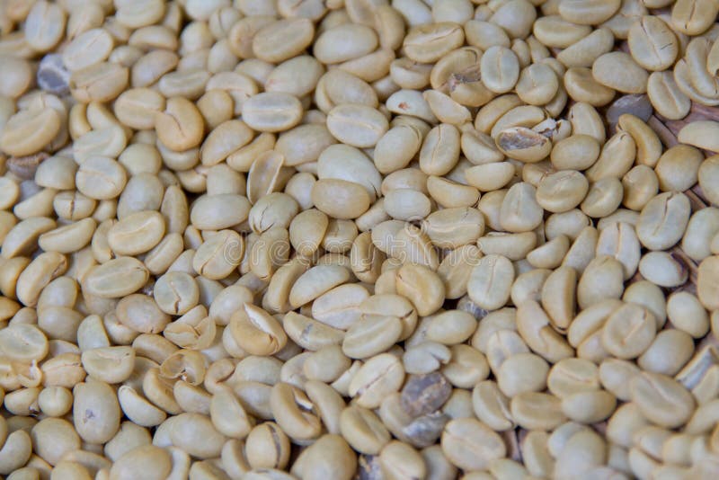 Arabica Coffee Beans on Shell Beans Stock Image - Image of growth ...