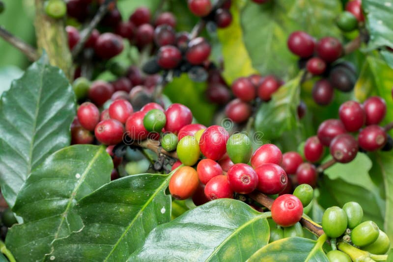 Arabica Coffee Berry Ripening on a Tree Stock Image - Image of grow ...