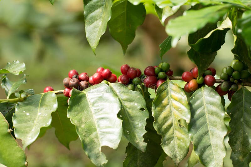 Arabica Coffee Berry Ripening on a Tree Stock Photo - Image of arabica ...