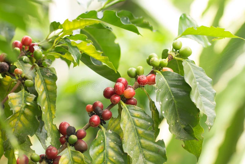 Arabica Coffee Berry Ripening on a Tree Stock Image - Image of coffee ...