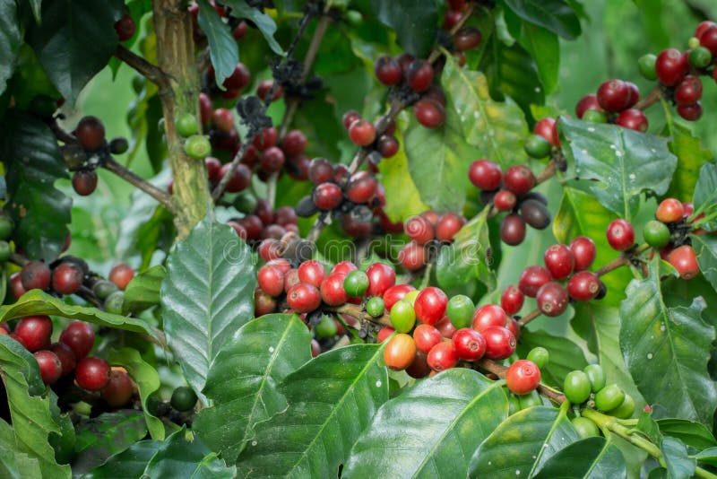 Arabica Coffee Berry Ripening on a Tree Stock Photo - Image of organic ...