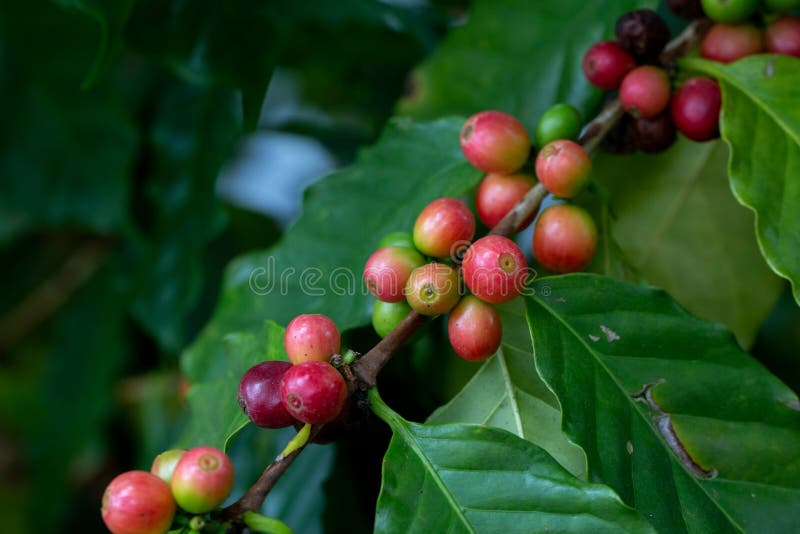 Arabica Coffee Berry Ripening on a Tree Stock Image - Image of grow ...
