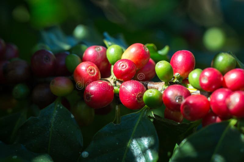 Arabica Coffee Berry Ripening on a Tree Stock Photo - Image of unripe ...