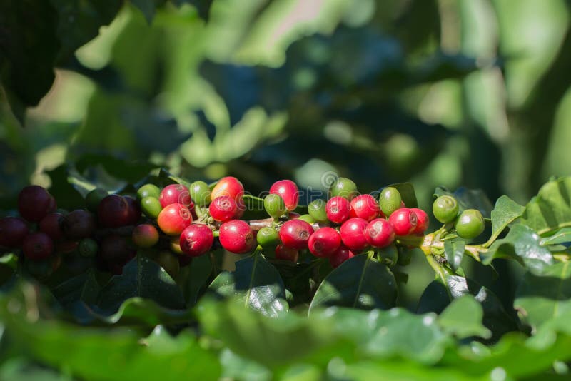 Arabica Coffee Berry Ripening on a Tree Stock Photo - Image of industry ...
