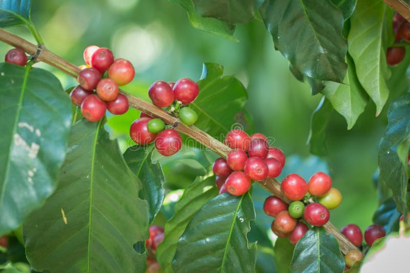 Arabica Coffee Berry Ripening on a Tree Stock Image - Image of fruit ...