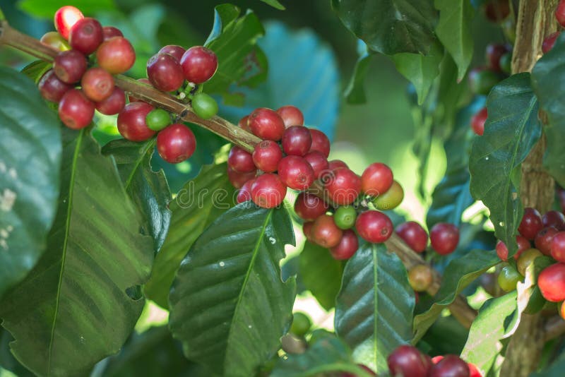Arabica Coffee Berry Ripening on a Tree Stock Photo - Image of fresh ...